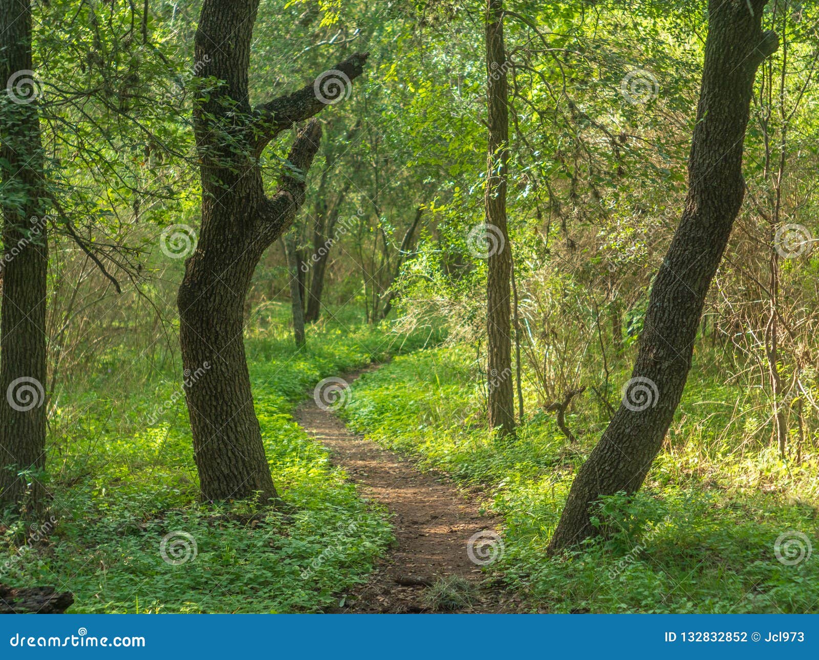 Small Dirt Path through Lush Green Forest Stock Photo - Image of ...