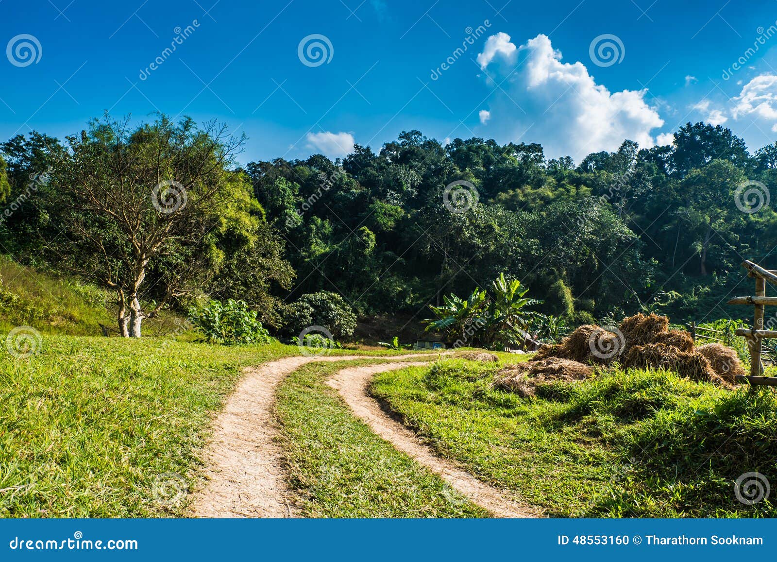 A Small Dirt Road that Curves Heading To the Forest Stock Photo - Image ...