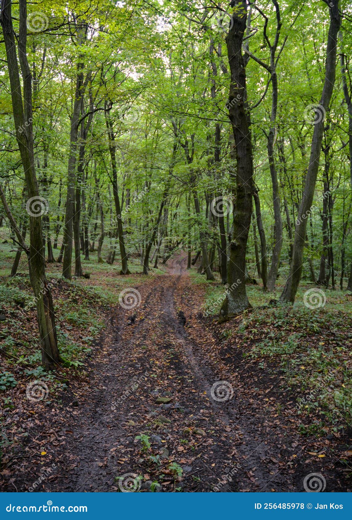 Small Dirt Road in a Green Forest Stock Photo - Image of road, plant ...