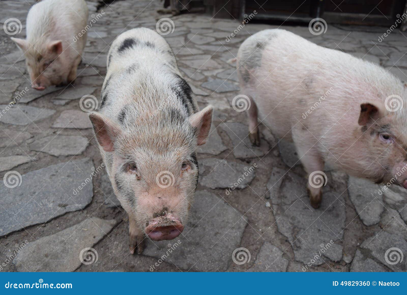 Small dirty pigs stock photo. Image of schnozz, bristles - 49829360