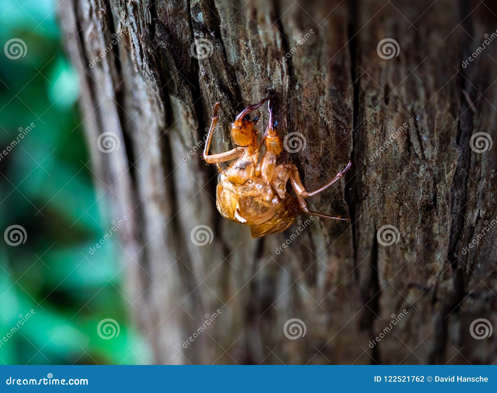A Small Discarded Cicada Shell on a Tree 2 Stock Photo - Image of fauna ...