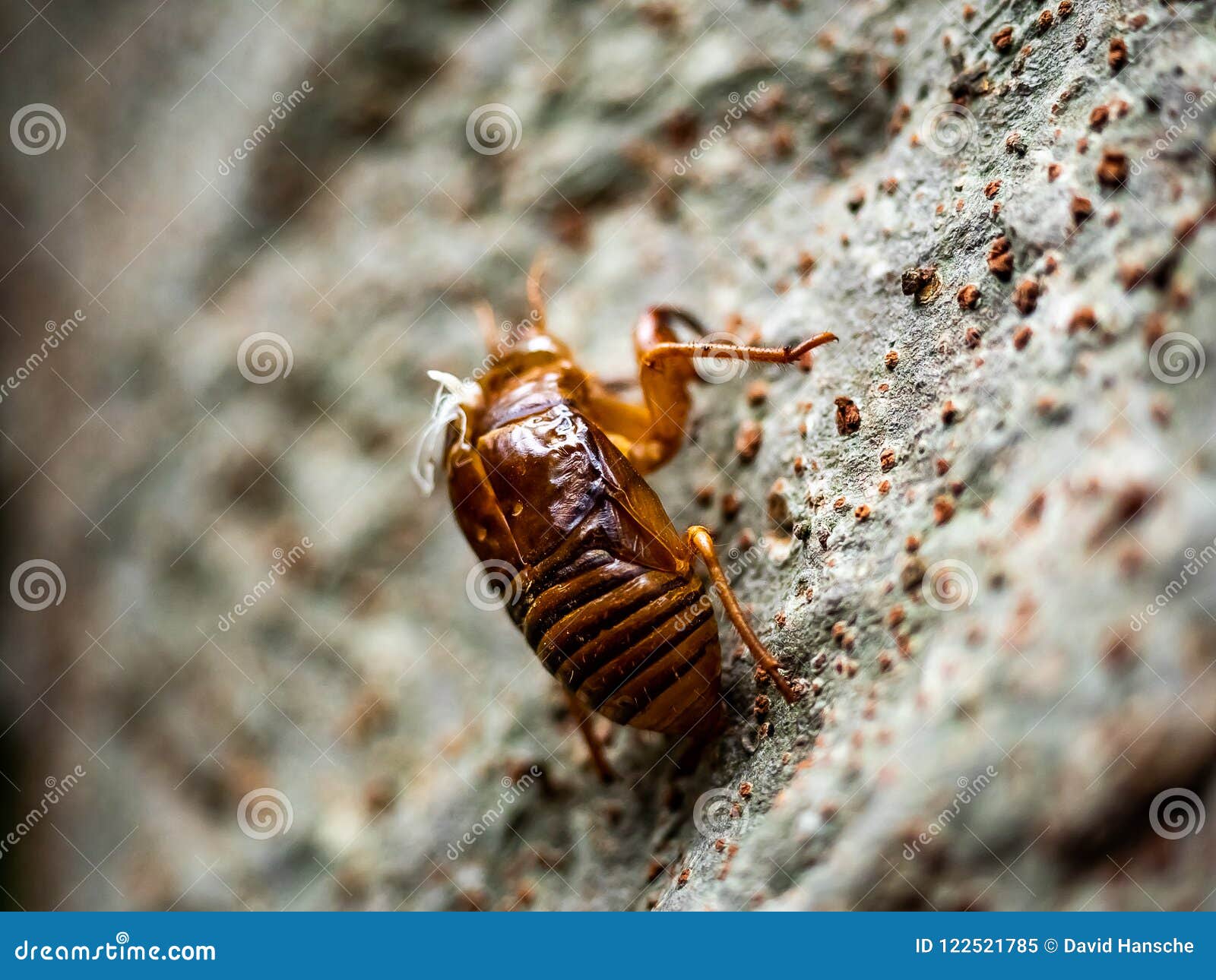 A Small Discarded Cicada Shell on a Tree Macro Stock Image - Image of ...