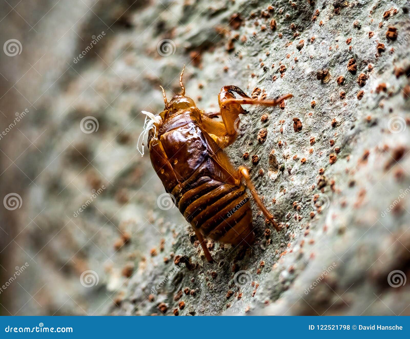 A Small Discarded Cicada Shell on a Tree Macro 2 Stock Photo - Image of ...
