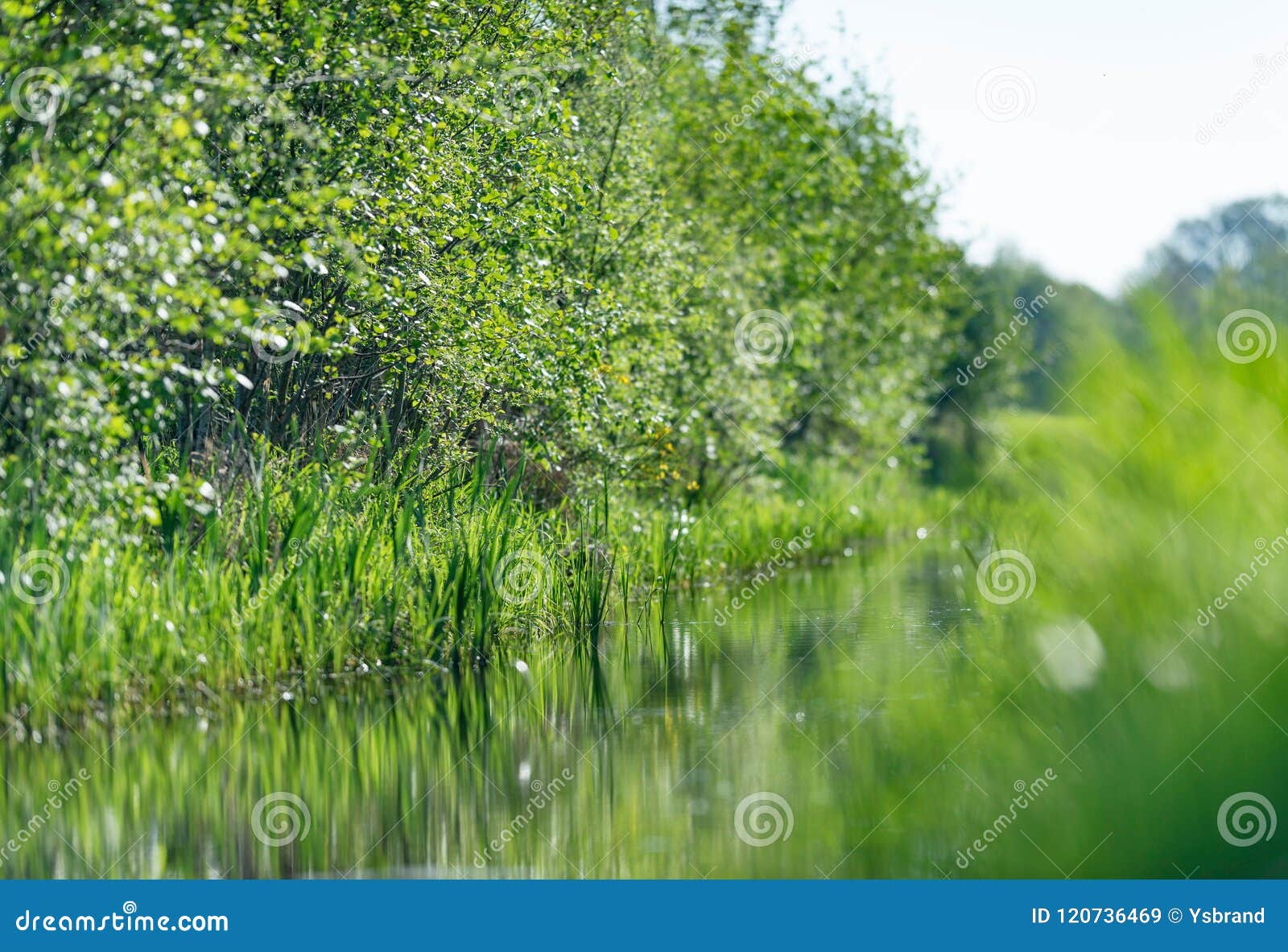Small Ditch with Young Trees and Reed. Stock Image - Image of creek ...
