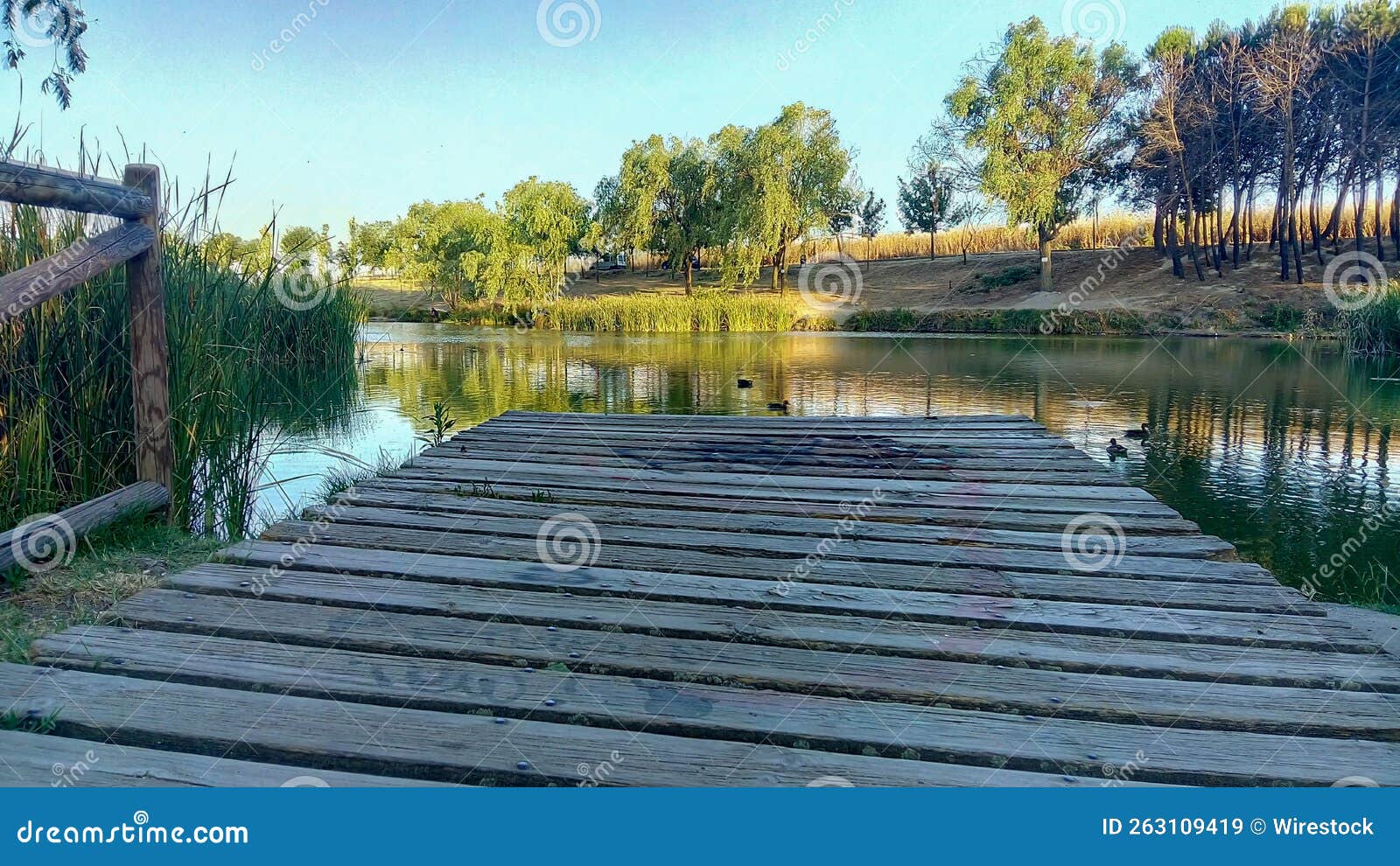 Small Dock in the Middle of a Swamp, Stock Image - Image of pier, view ...