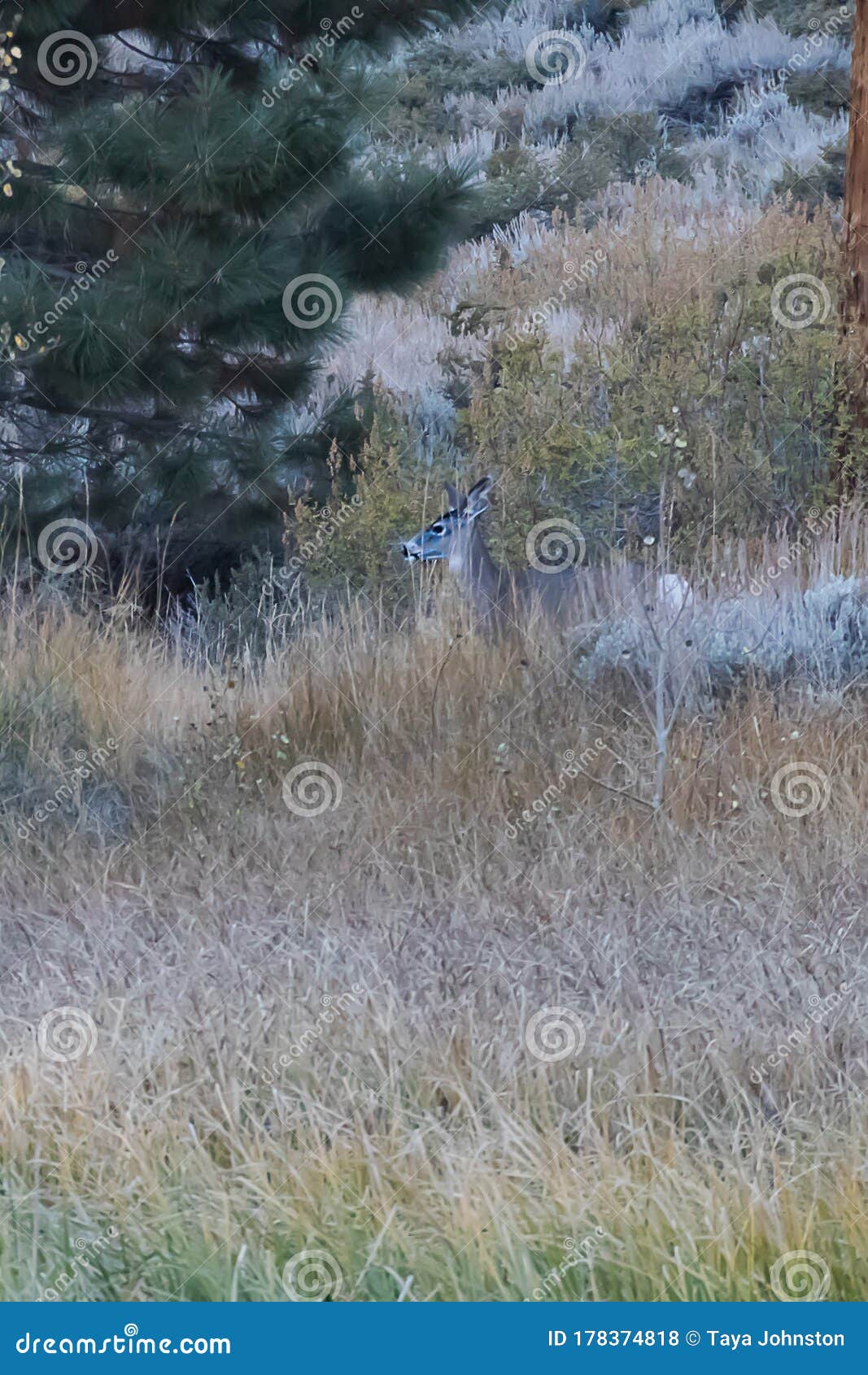 Small Doe Grazing between the Forest and the Meadow Stock Photo - Image ...