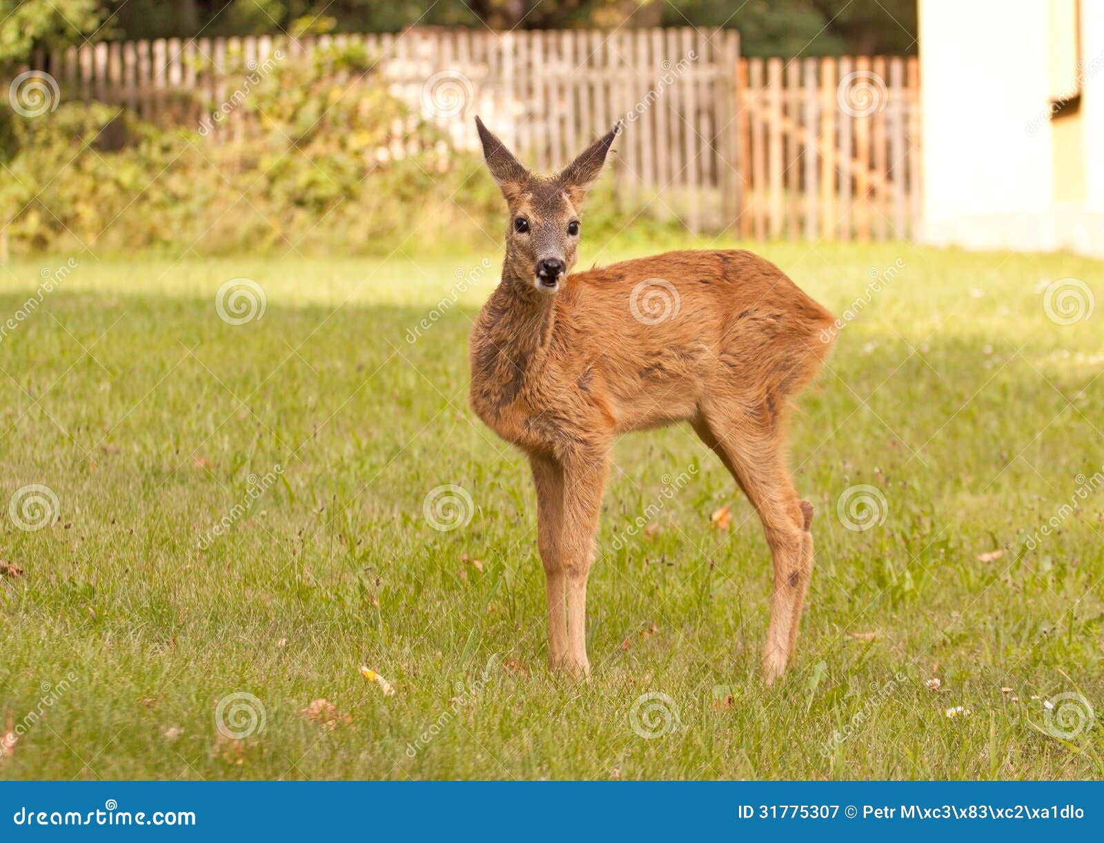 Small doe stock image. Image of brown, wild, young, green - 31775307