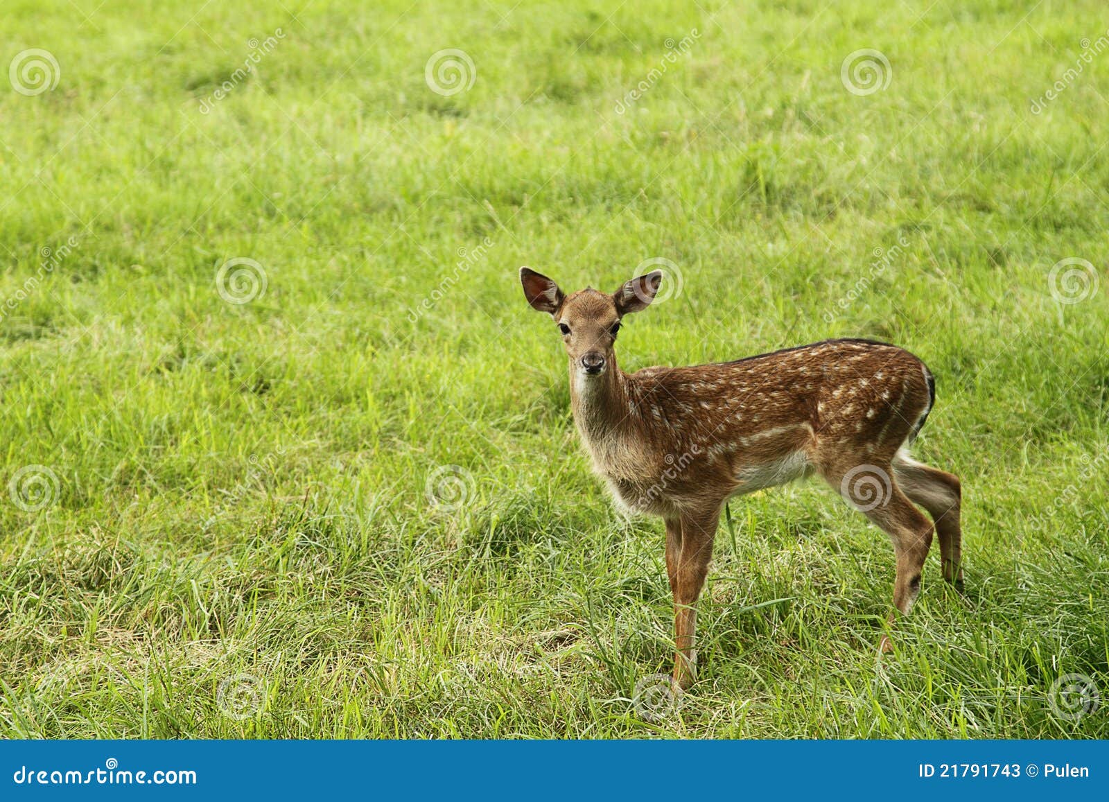 Small doe in zoo stock image. Image of spot, outside - 21791743