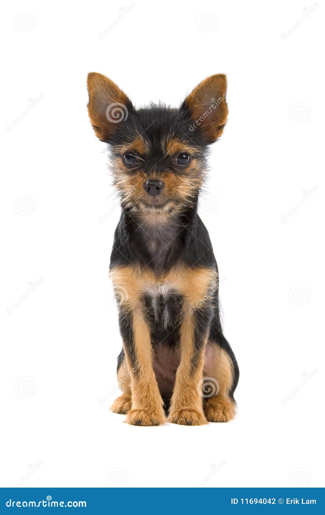 Small dog stock photo. Image of sitting, posed, mammal - 11694042