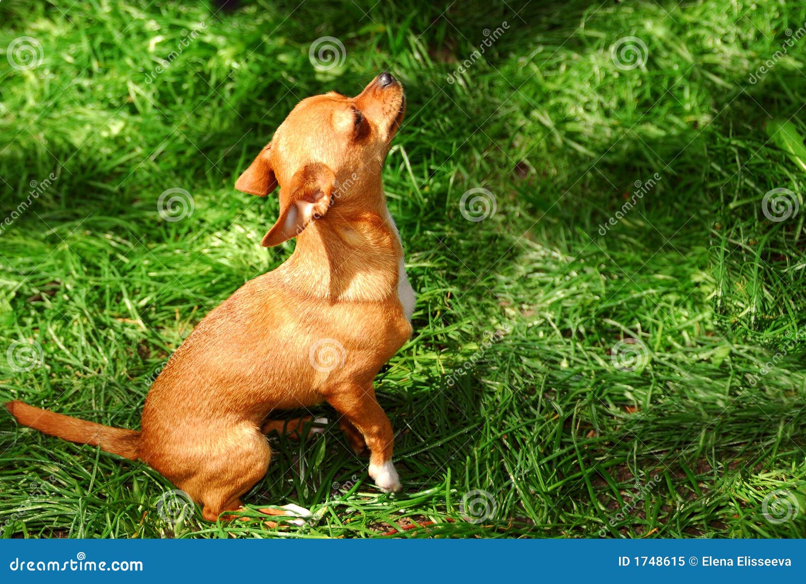 Small dog stock image. Image of dogs, look, brown, outdoor - 1748615