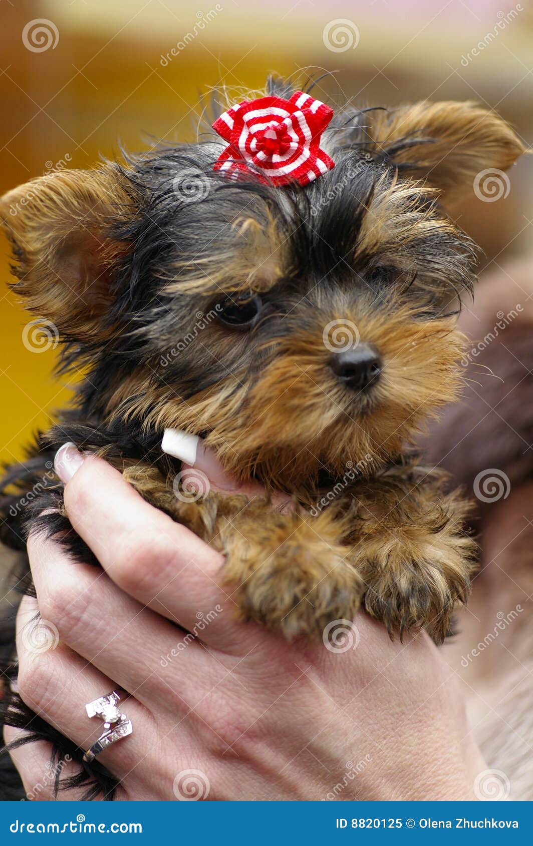 Small dog stock image. Image of puppy, care, small, lifestyle - 8820125