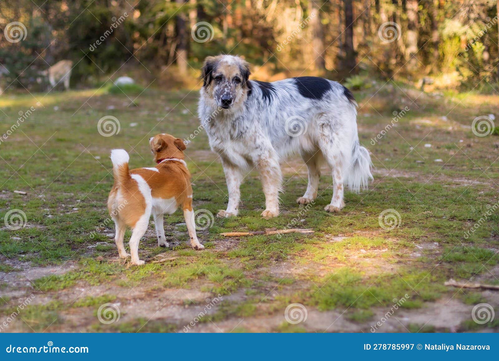 Small Dog Barking on Big, Behaviour Situation Stock Image - Image of ...