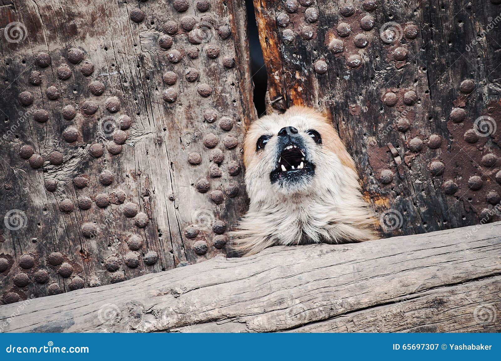 Small dog barking stock image. Image of adorable, small - 65697307