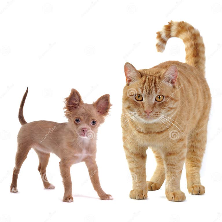 Small dog and big cat stock image. Image of friendly - 24812847