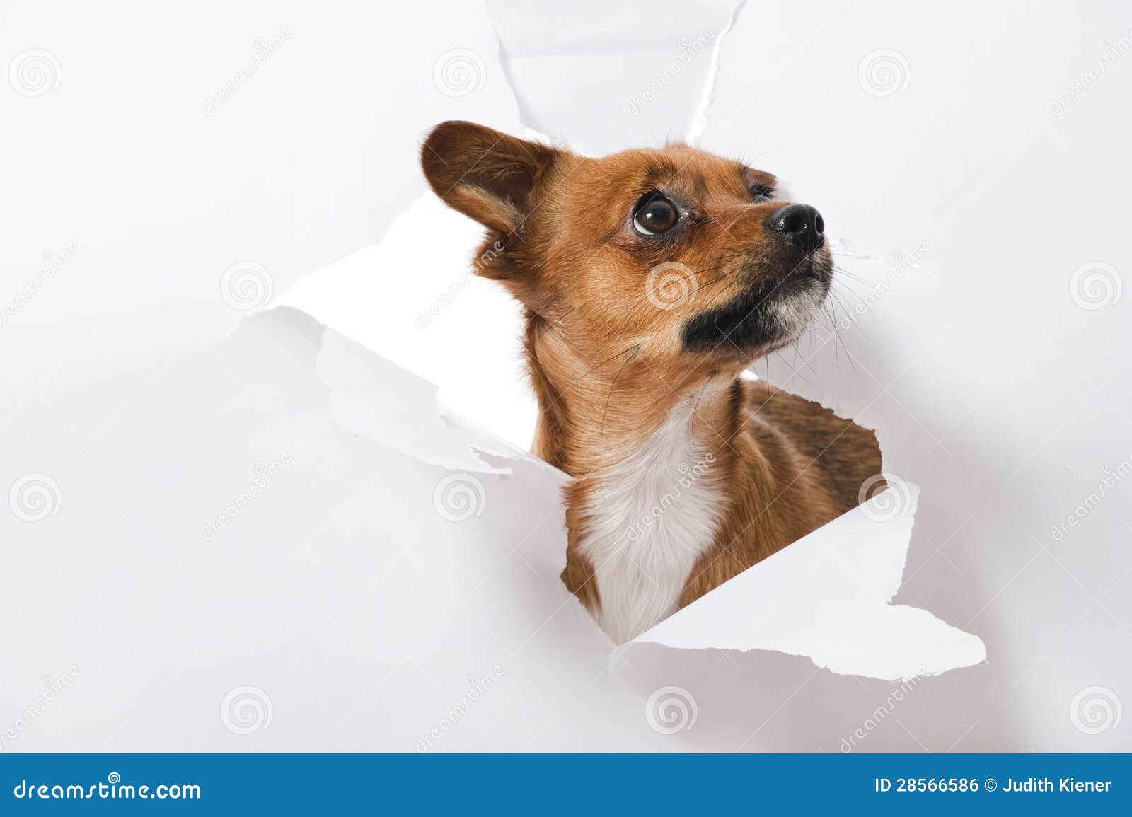 Small dog broke the paper stock photo. Image of breed - 28566586
