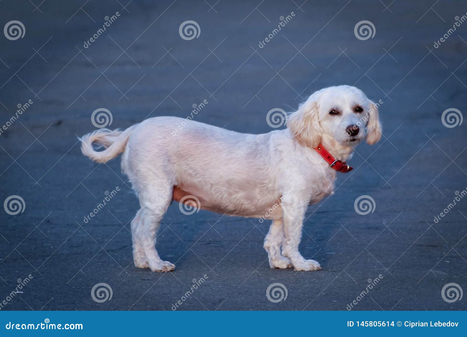 Small dog crying stock photo. Image of public, tears - 145805614