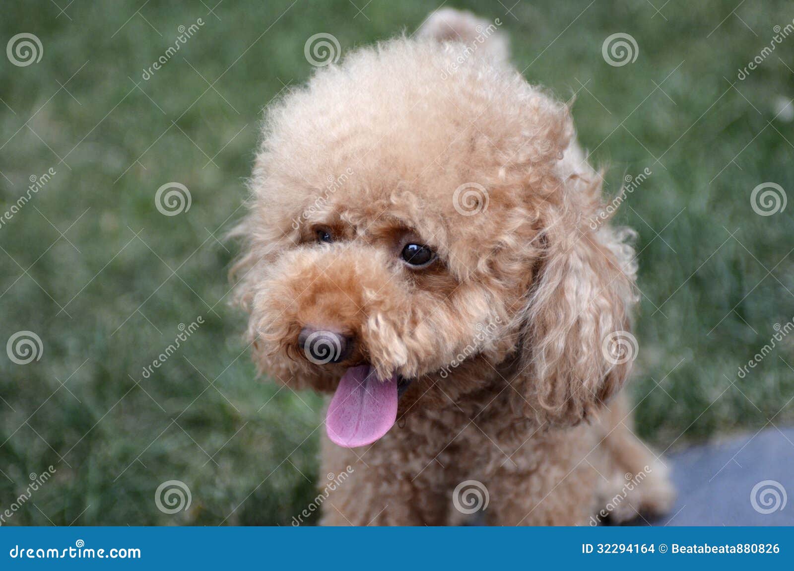 Small dog stock photo. Image of partners, wellbehaved - 32294164