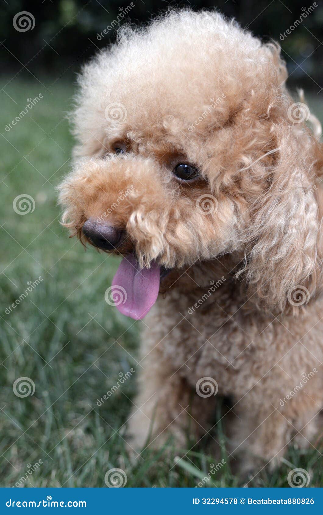 Small dog stock photo. Image of pets, friends, favor - 32294578