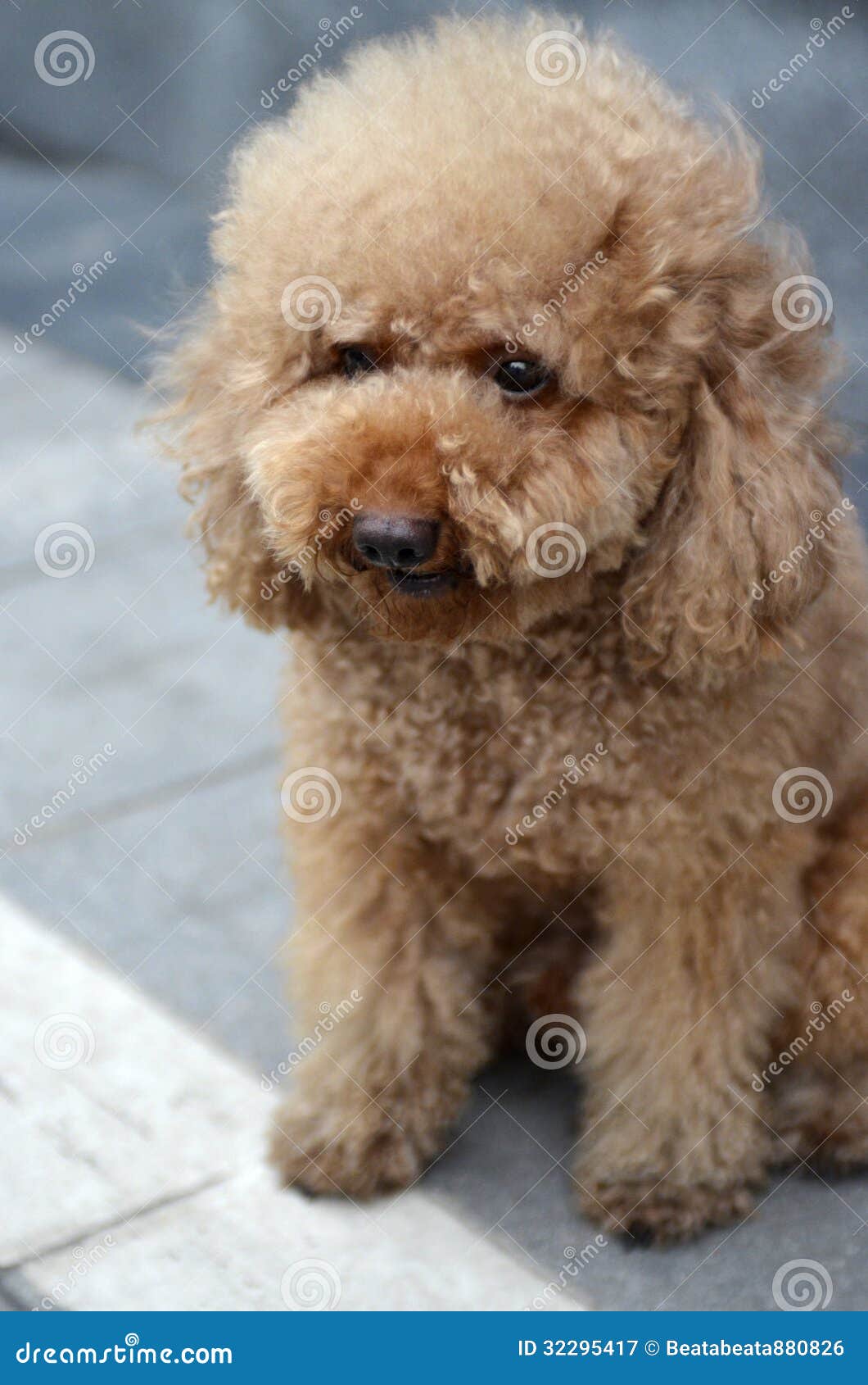 Small dog stock image. Image of teddy, yellow, wellbehaved - 32295417