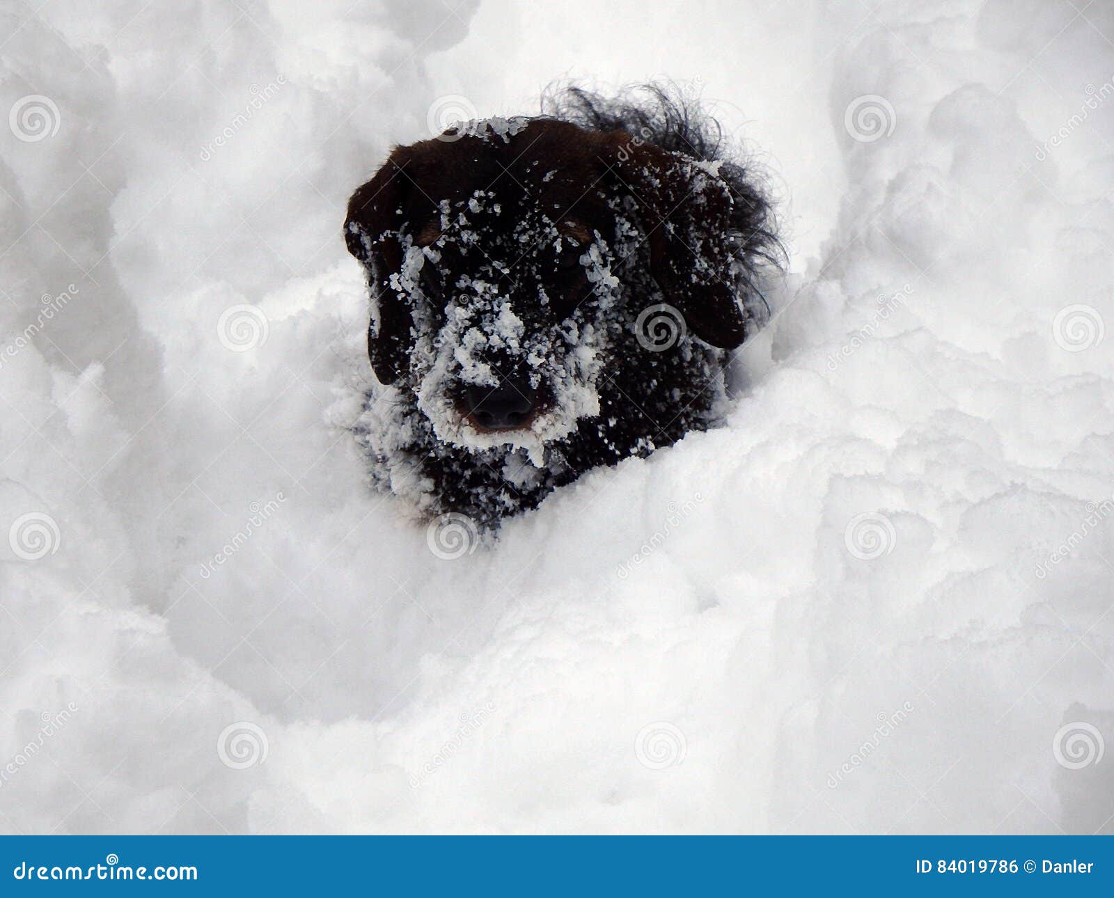 Small dog and deep snow stock photo. Image of country - 84019786