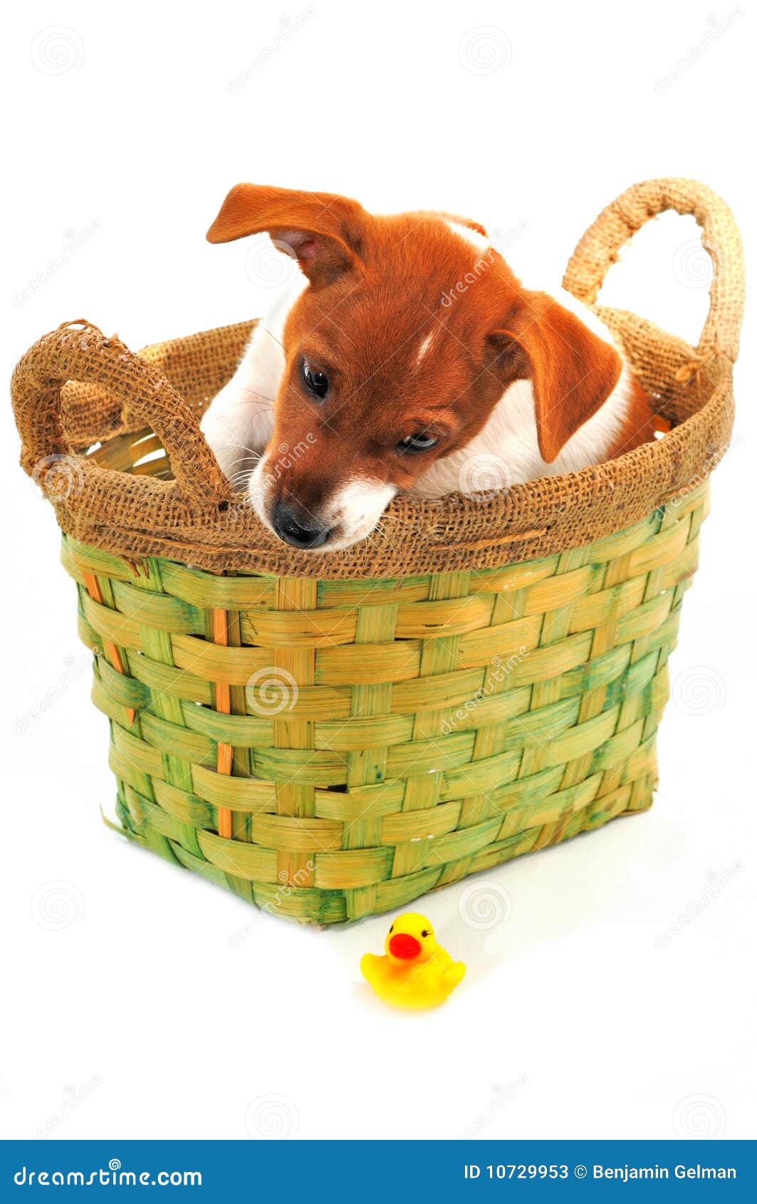 Small dog and duck stock image. Image of smiling, gift - 10729953