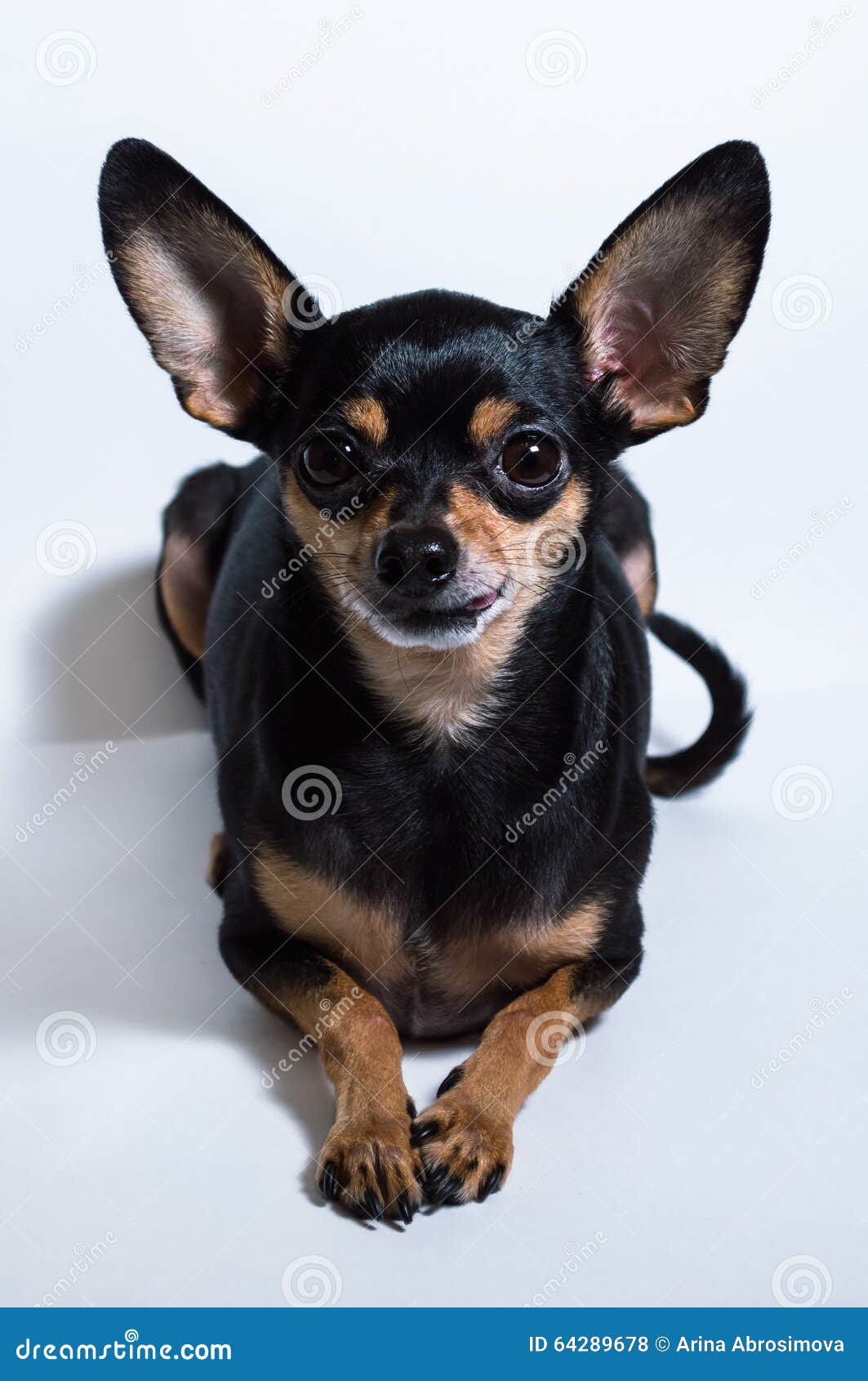 Dog Dutifully Executes Stock Photos - Free & Royalty-Free Stock Photos ...