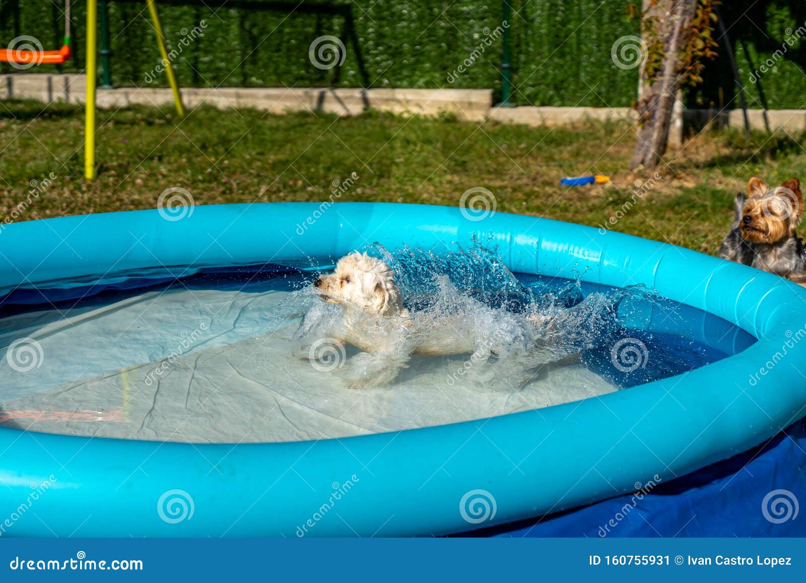 Small dog fall into a pool stock image. Image of awesome - 160755931