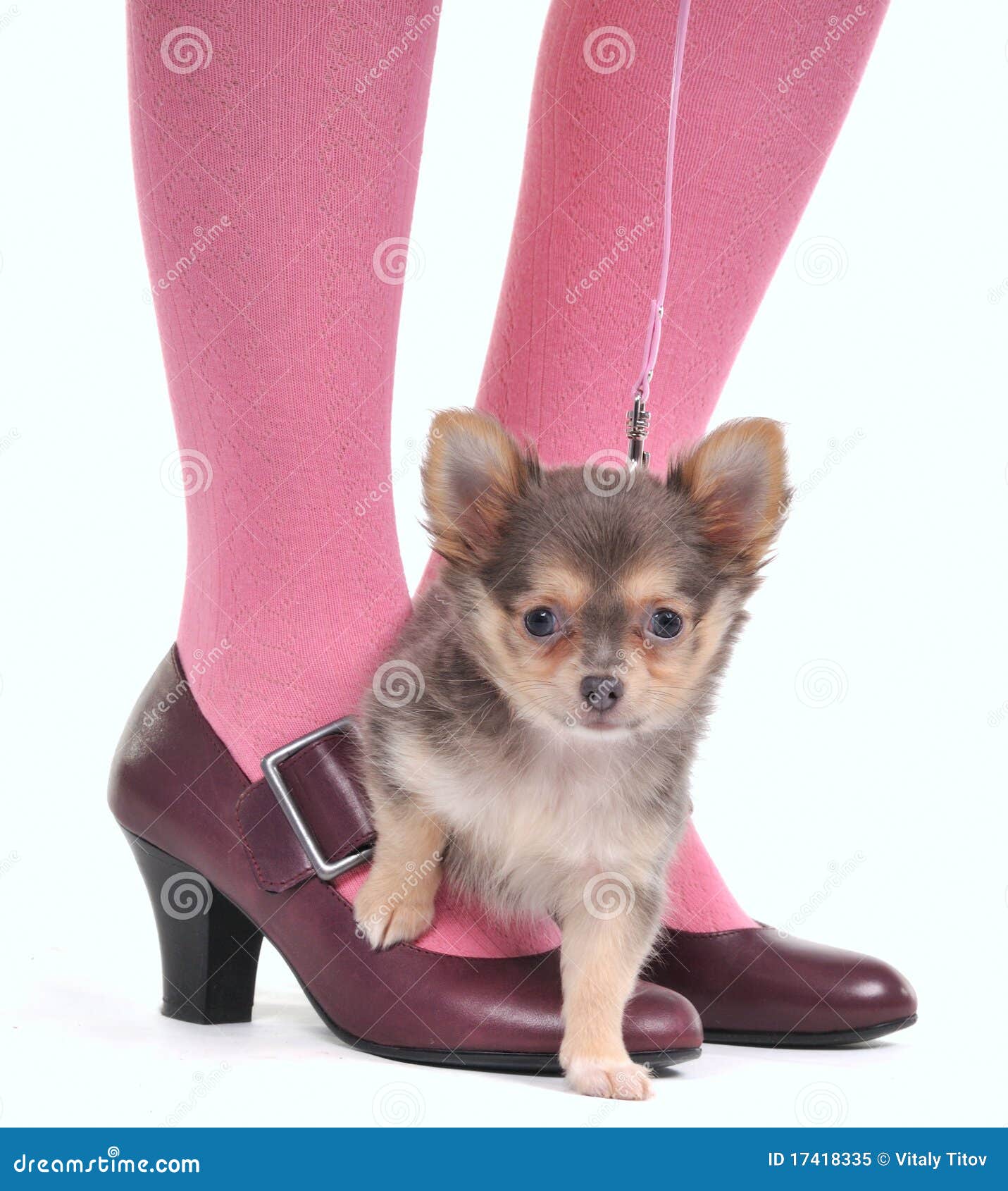 Small Dog on the feet stock image. Image of glamorous - 17418335