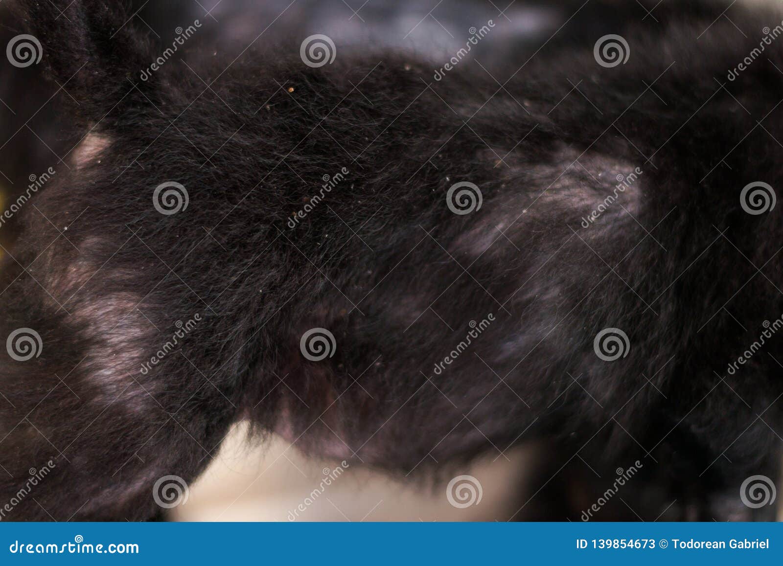 Small Dog with Generalized Demodectic Mange, Generalized Alopecia Stock ...