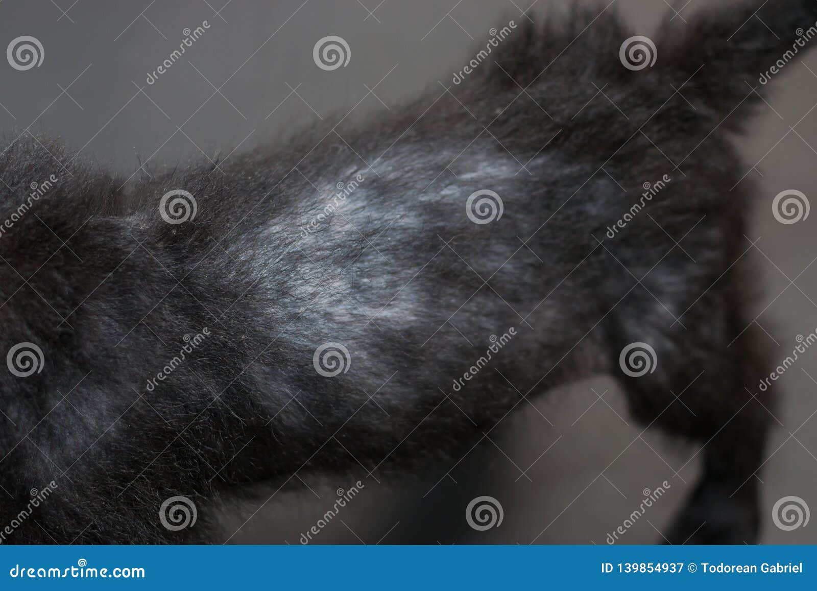 Small Dog with Generalized Demodectic Mange, Generalized Alopecia Stock ...