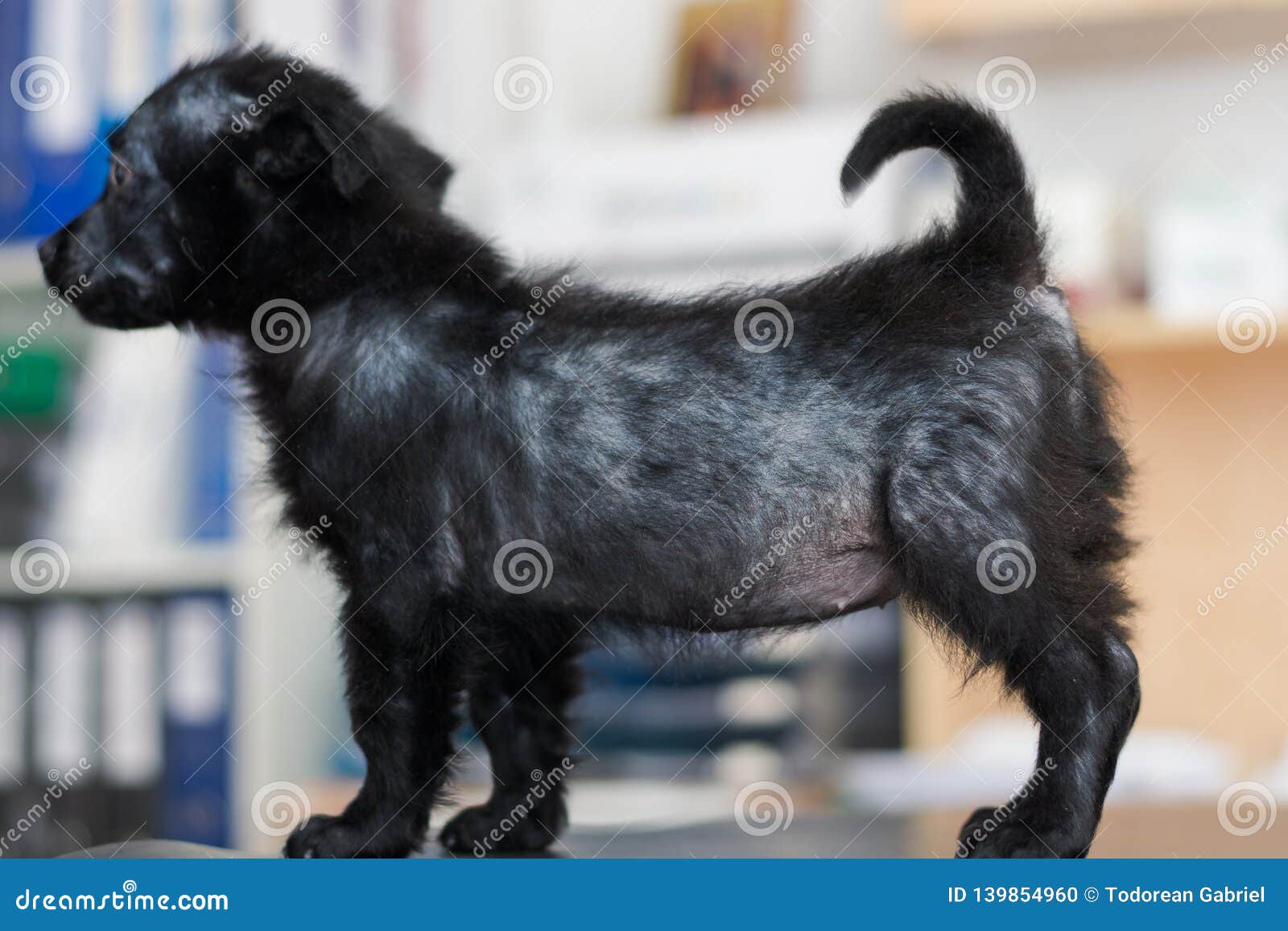 Small Dog with Generalized Demodectic Mange, Generalized Alopecia Stock ...