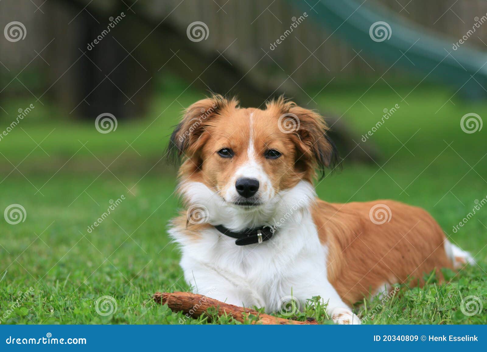Small dog in the grass stock image. Image of white, natural - 20340809
