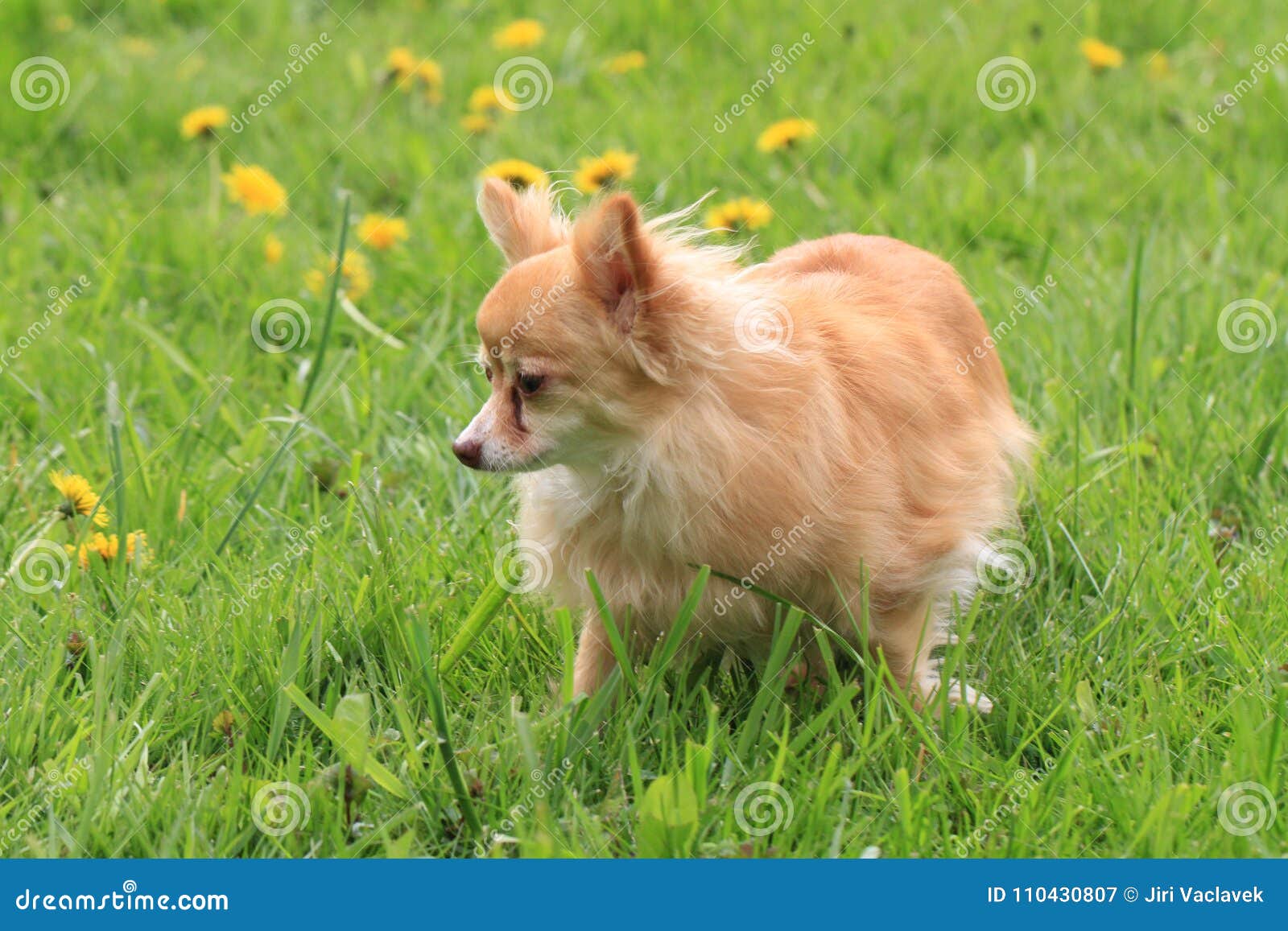 Small dog in the grass stock image. Image of small, young - 110430807