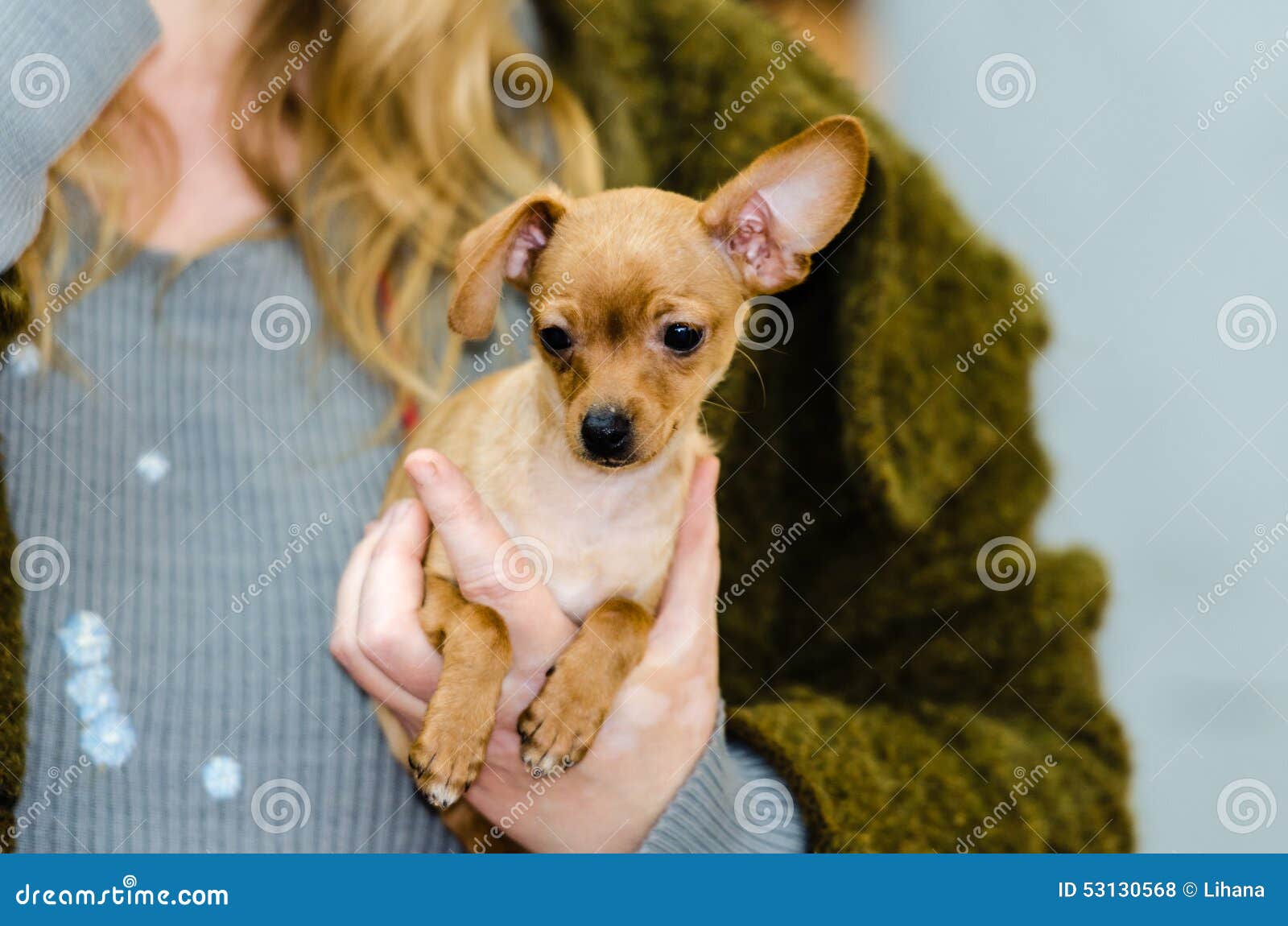 Small dog in the hands stock photo. Image of groomed - 53130568