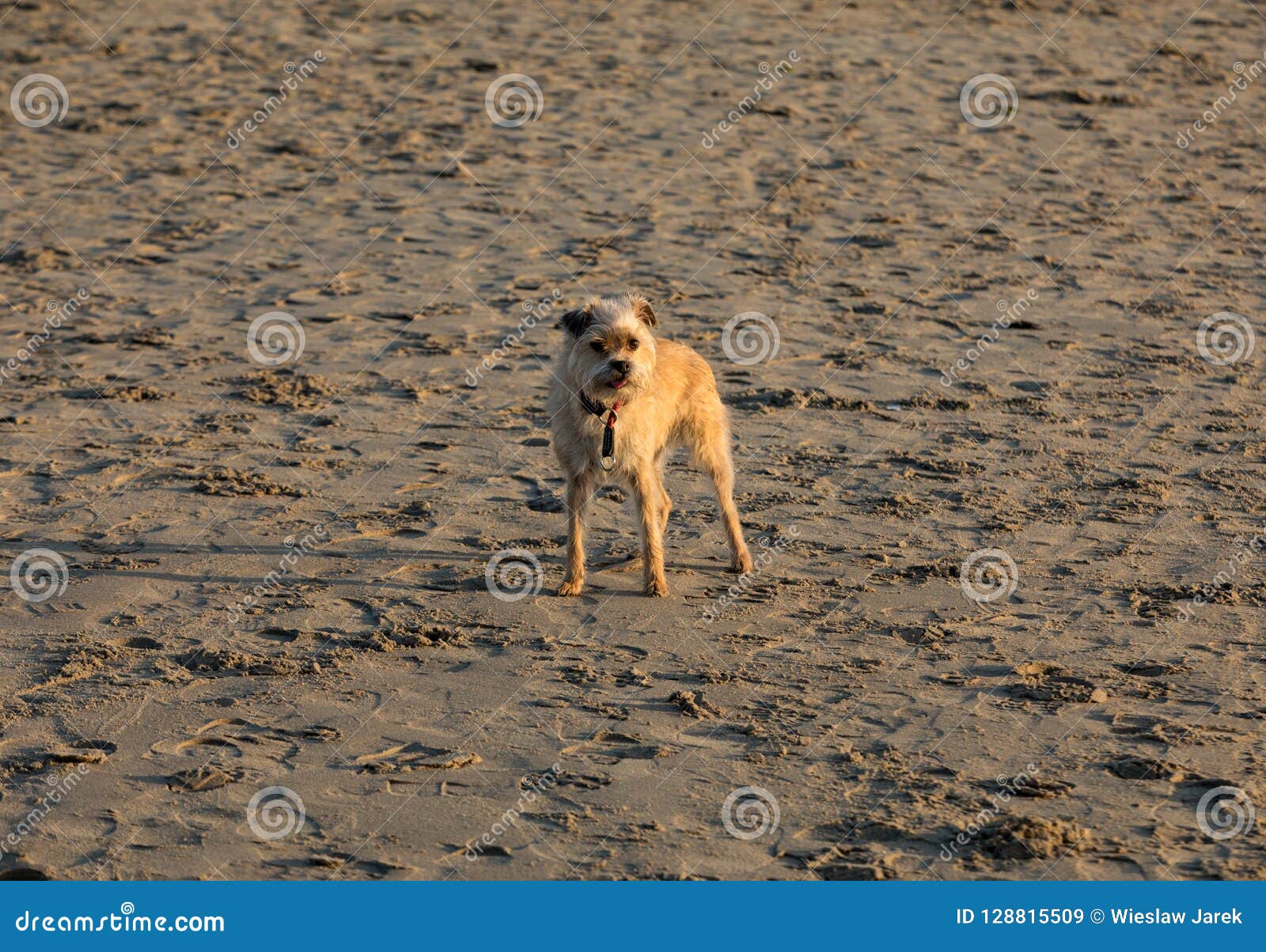 Small Dog Having Fun on a Beach Stock Image - Image of family, health ...