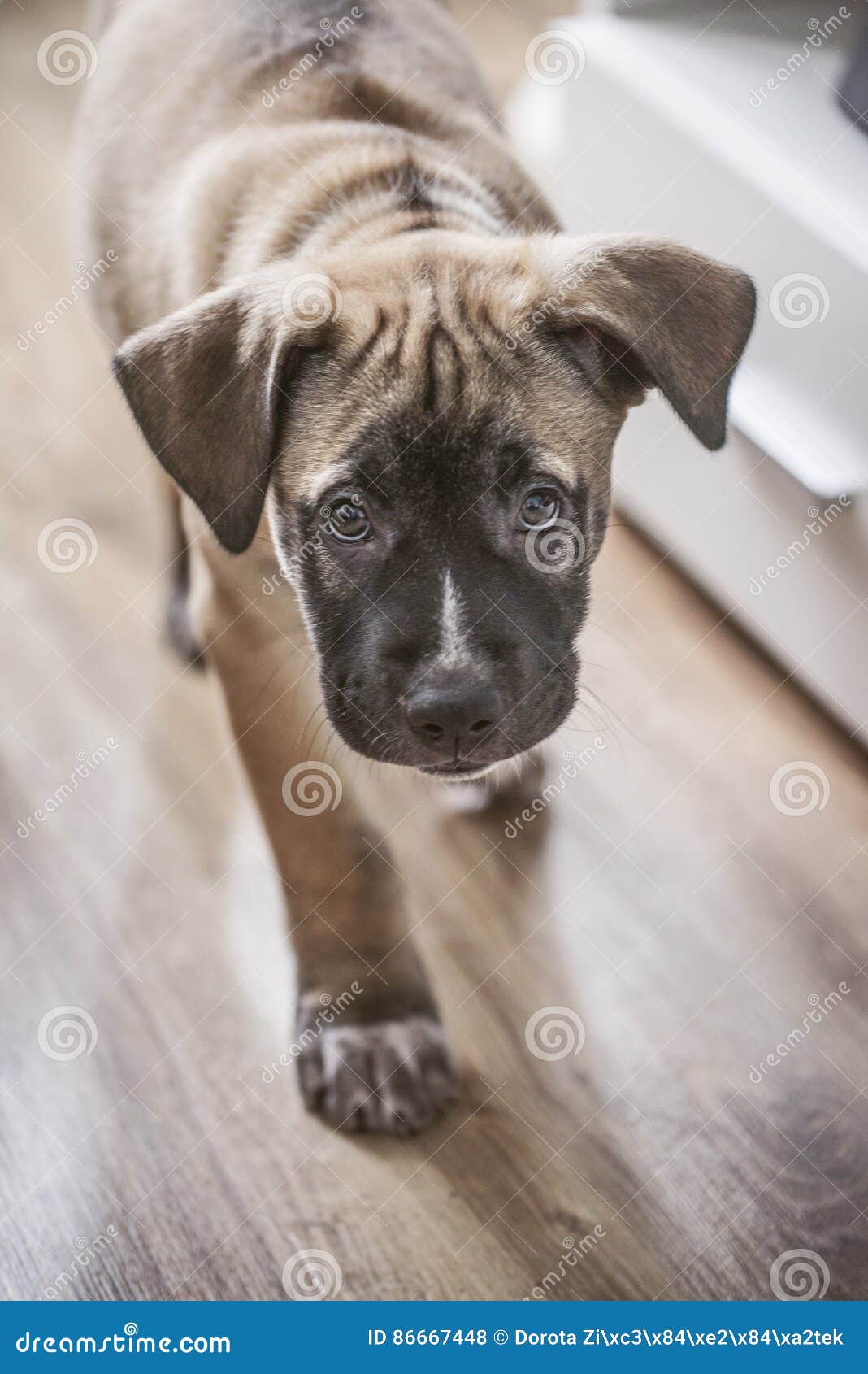 Small dog at home stock photo. Image of race, floor, baby - 86667448