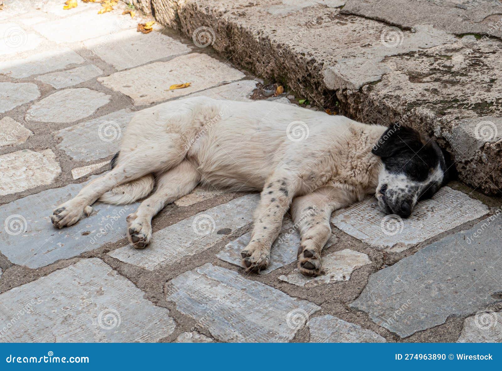 A Small Dog Laying Contentedly on a Cobblestone Sidewalk Stock Photo ...