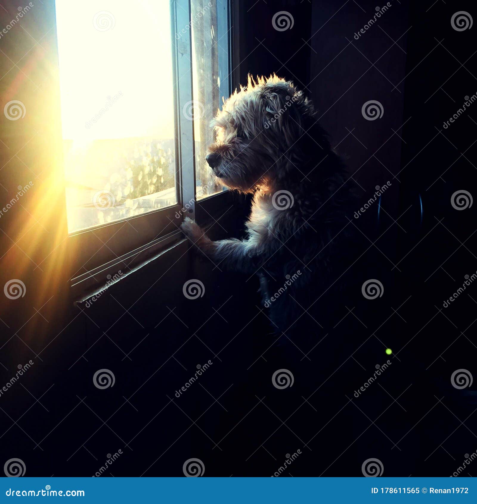 Small Dog Looking Out a Window Stock Image - Image of archipelago, hope ...