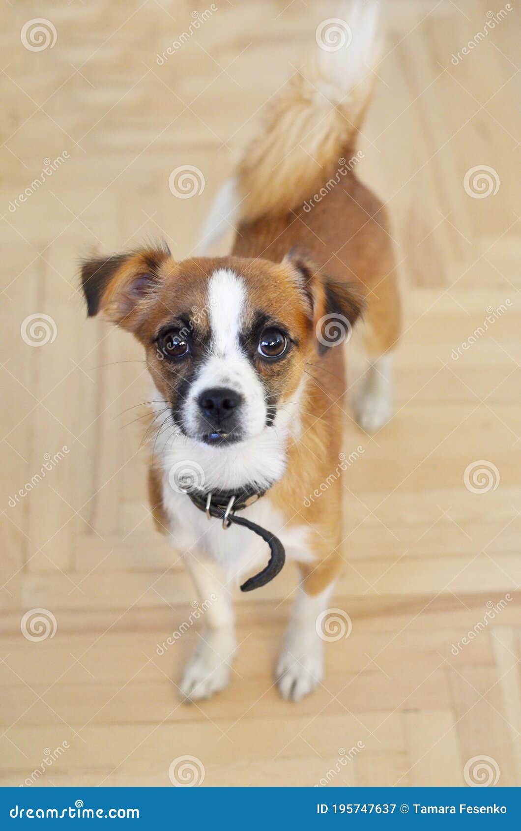 Small Dog indoor portrait stock image. Image of canine - 195747637