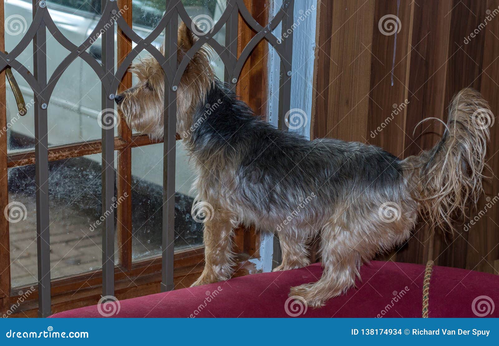 Small Dog Looking through the Window of a Home Stock Photo - Image of ...