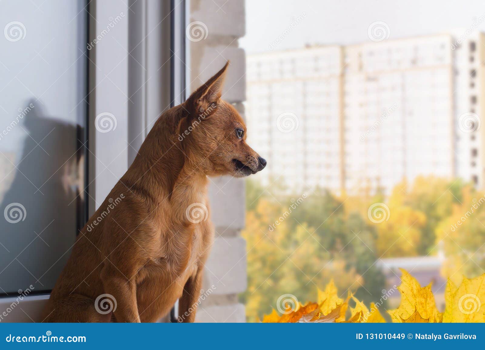 Small Dog Looks Out the Window, Waiting for the Owner Stock Image ...