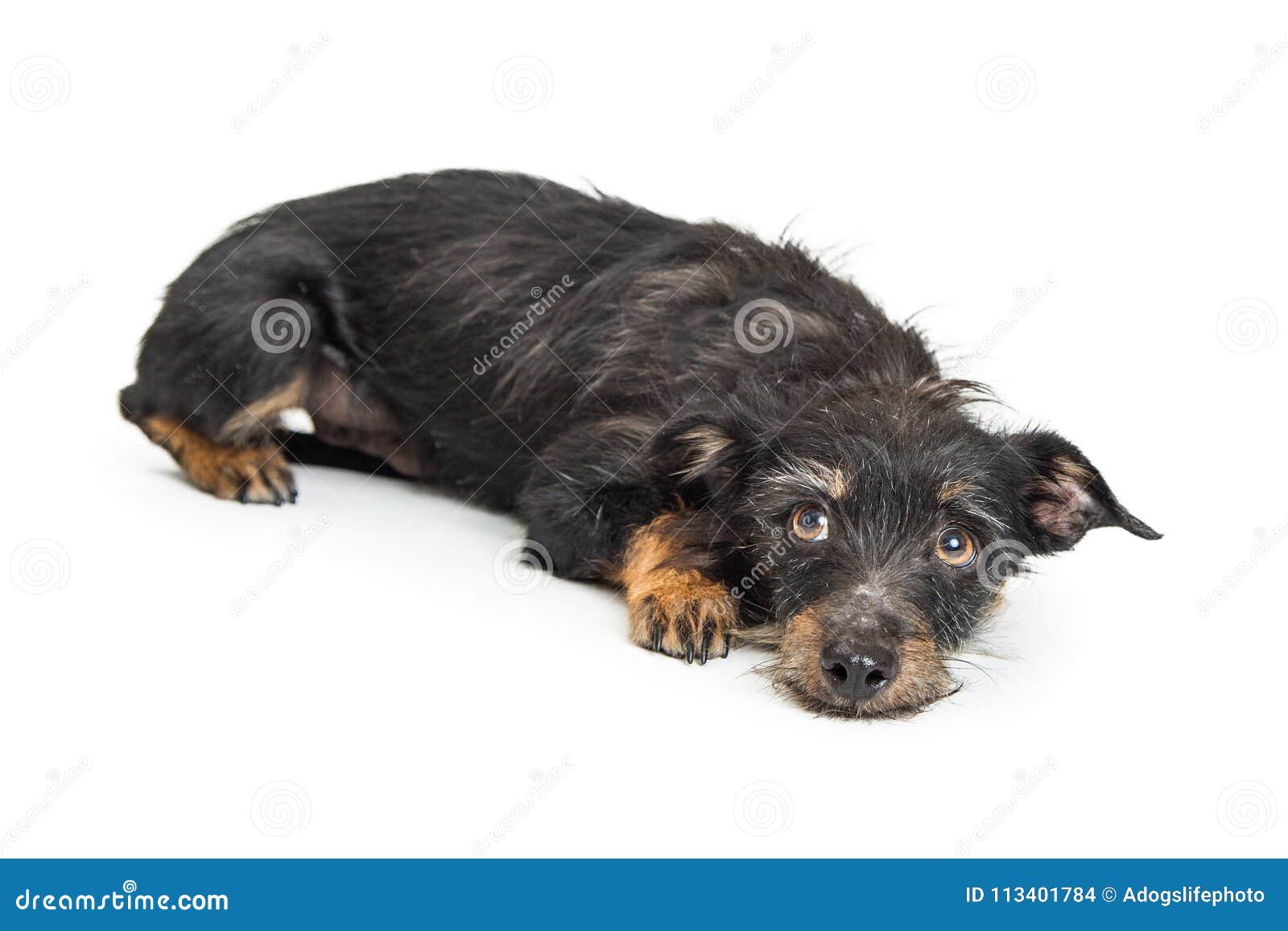 Small Dog Lying Down with Guilty Expression Stock Photo - Image of ...
