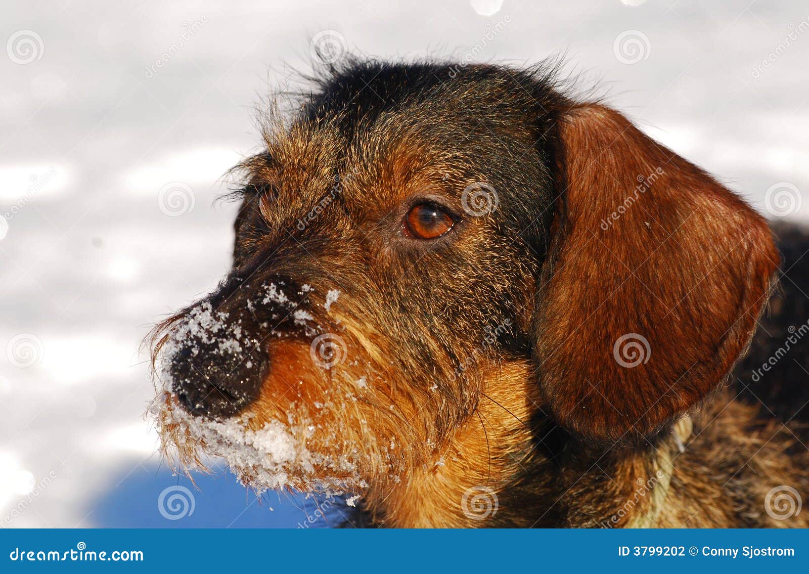 Small dog outside in snow stock photo. Image of serious - 3799202