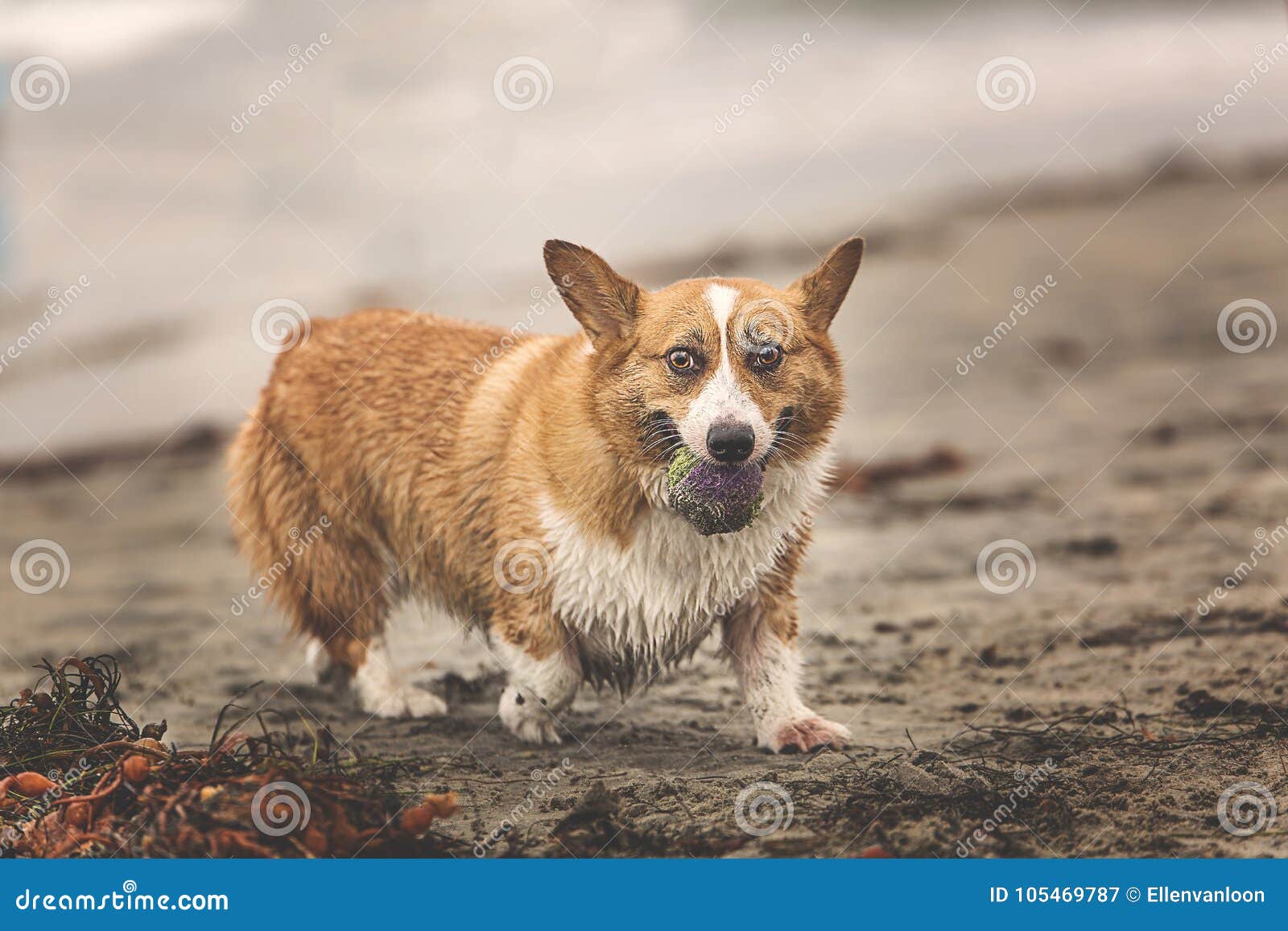 Small Dog Playing at the Beach Stock Image - Image of ocean, playing ...