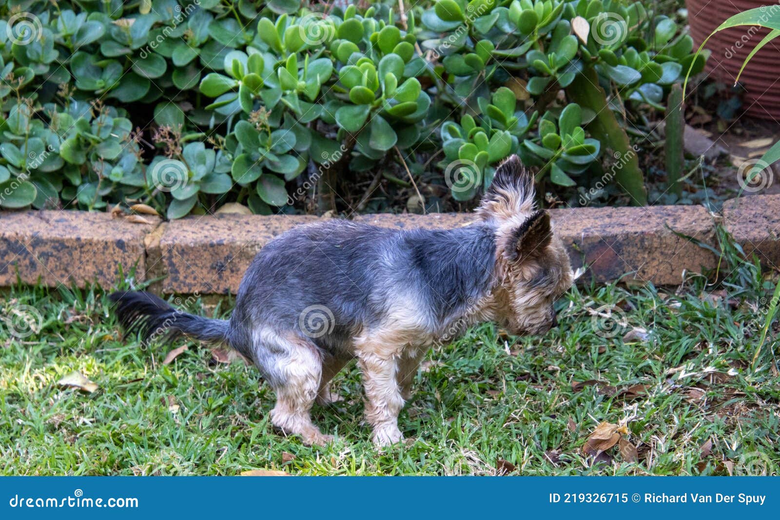 Small Dog Poops on the Lawn Stock Image - Image of small, heart: 219326715