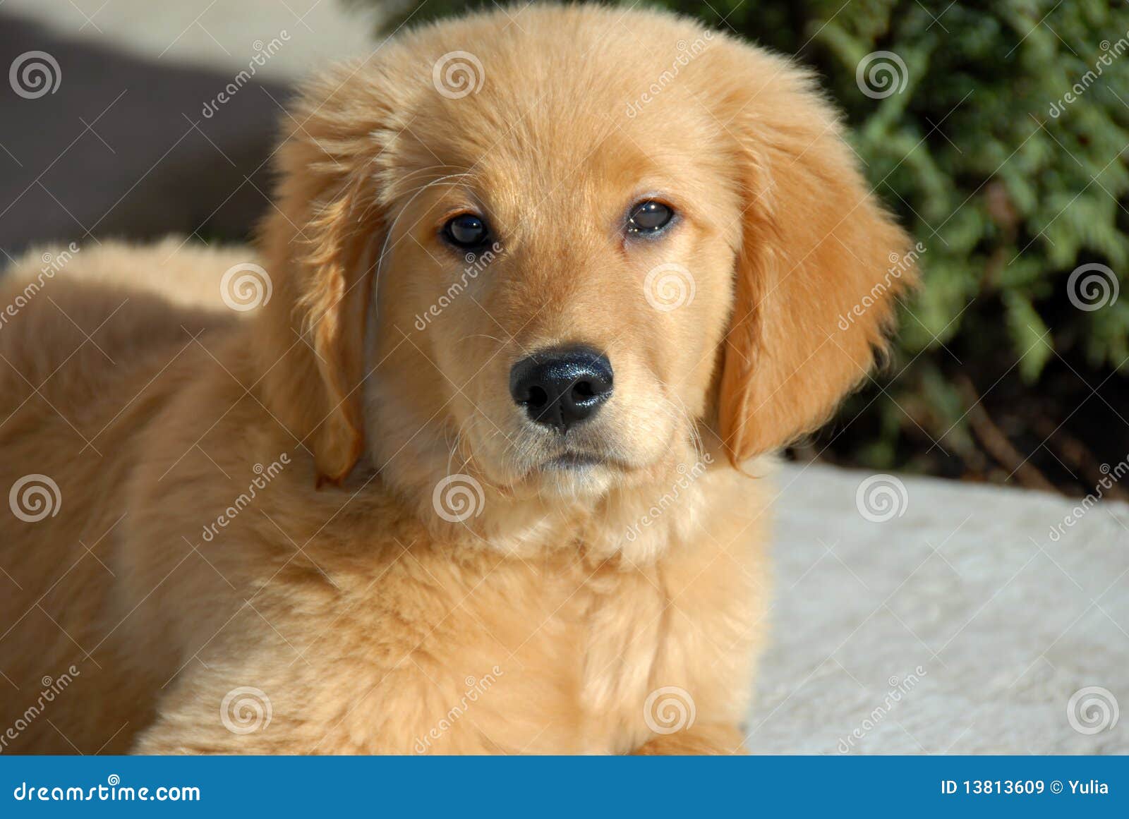 Small dog portrait stock image. Image of head, distrustfully - 13813609