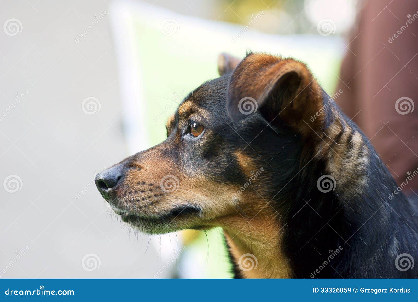 Small dog stock image. Image of head, fauna, animal, portrait - 33326059