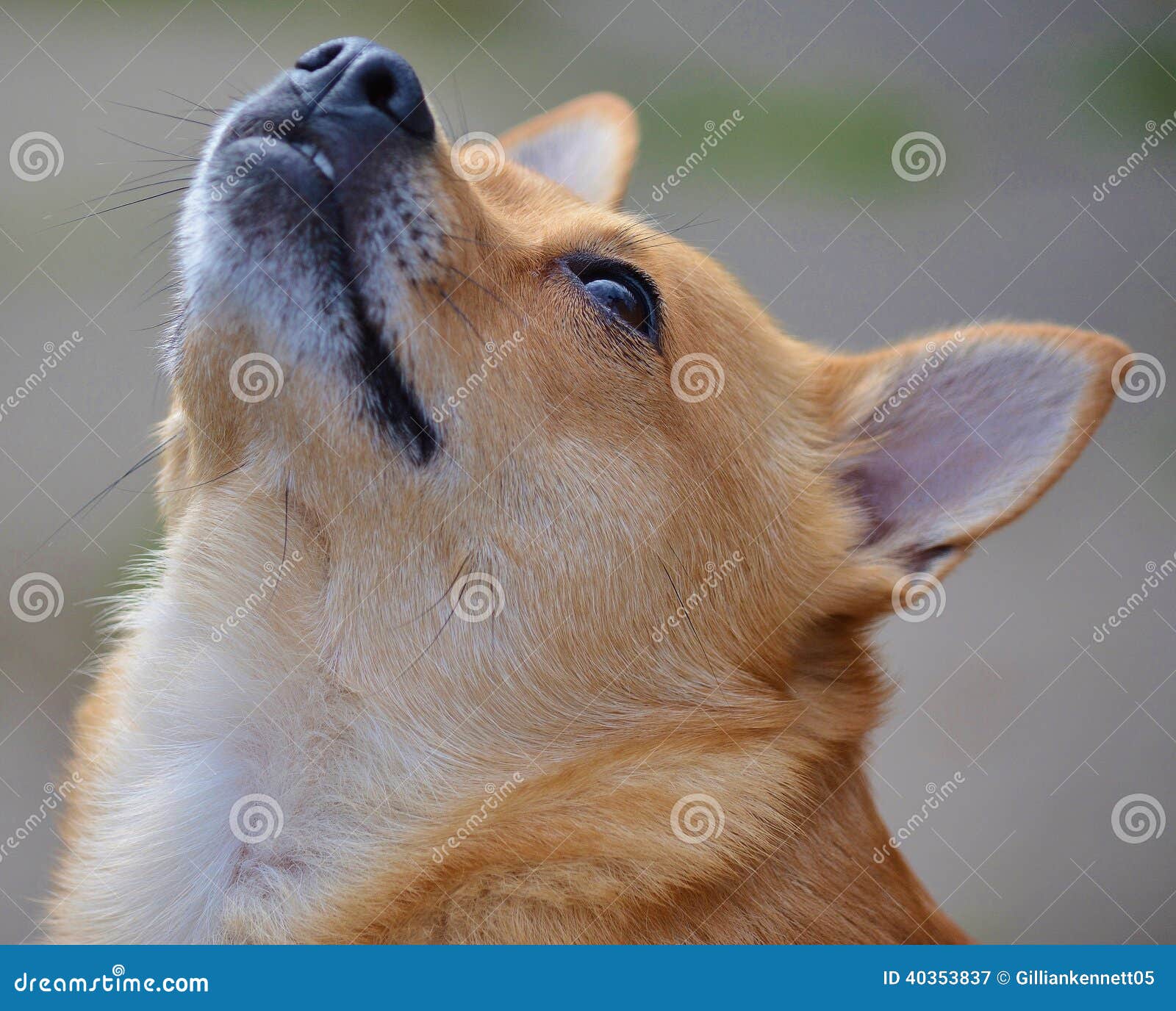 Small Dog portrait stock image. Image of small, garden - 40353837