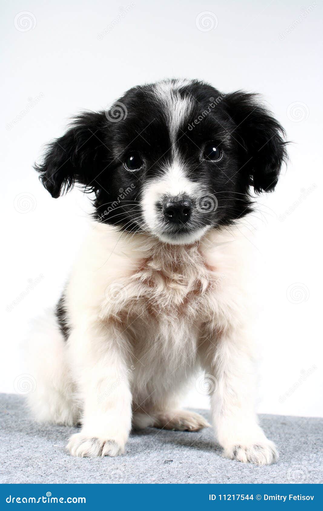Small dog puppy. stock photo. Image of face, pets, domestic - 11217544