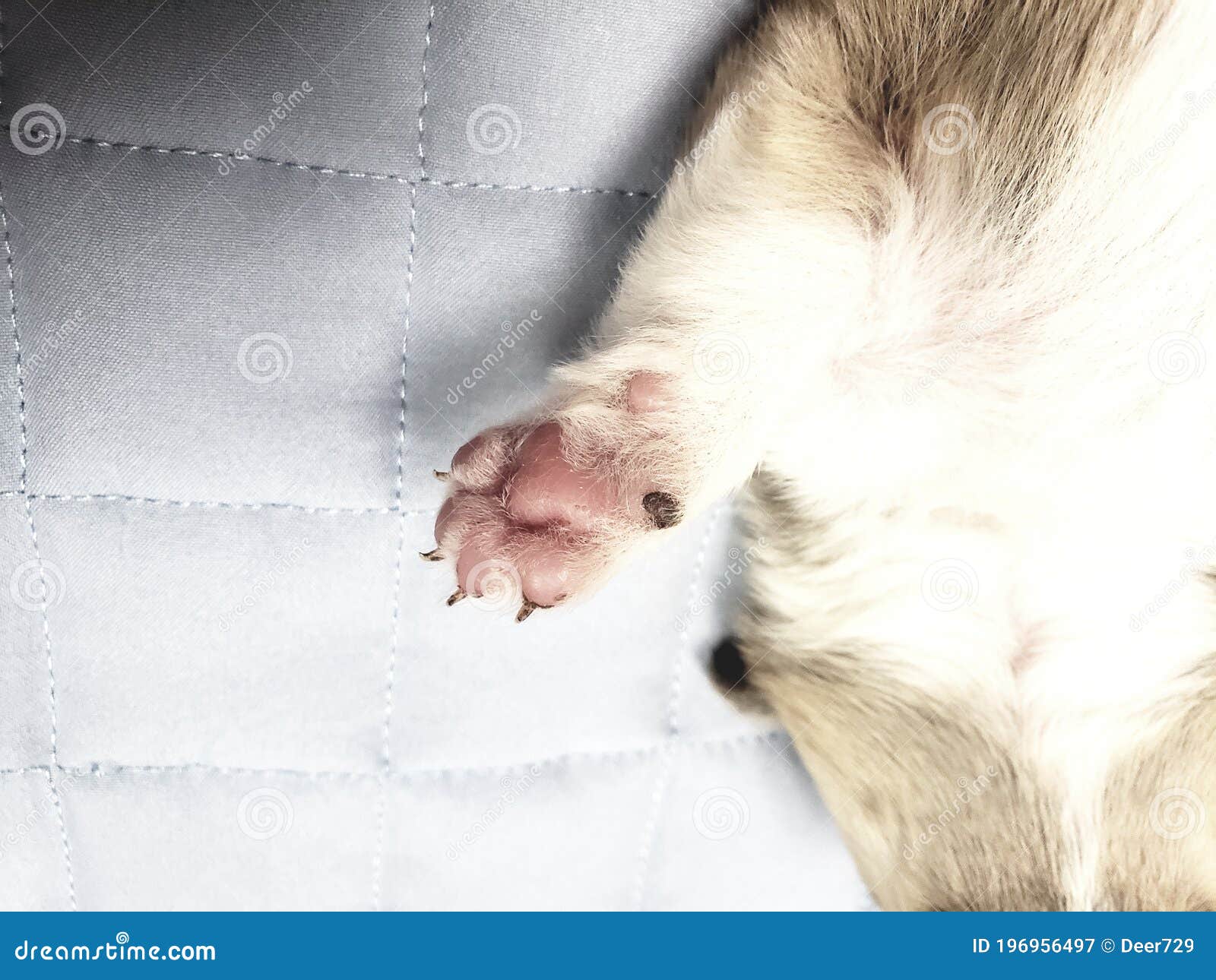 Small Dog Puppy Breed Sleeping on Back Stock Image - Image of whiskers ...